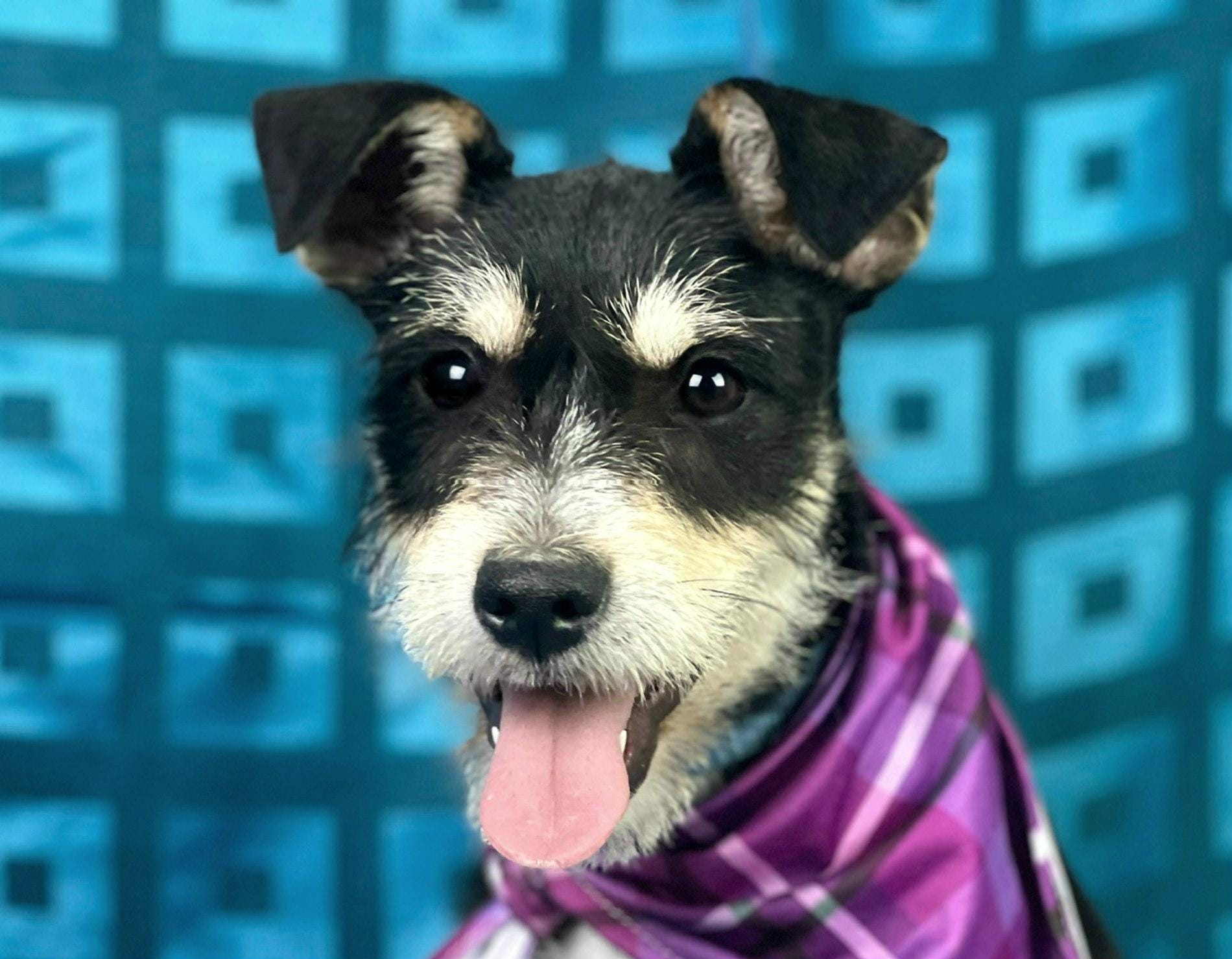 Adopt Gabby Today - Find Paw Pal