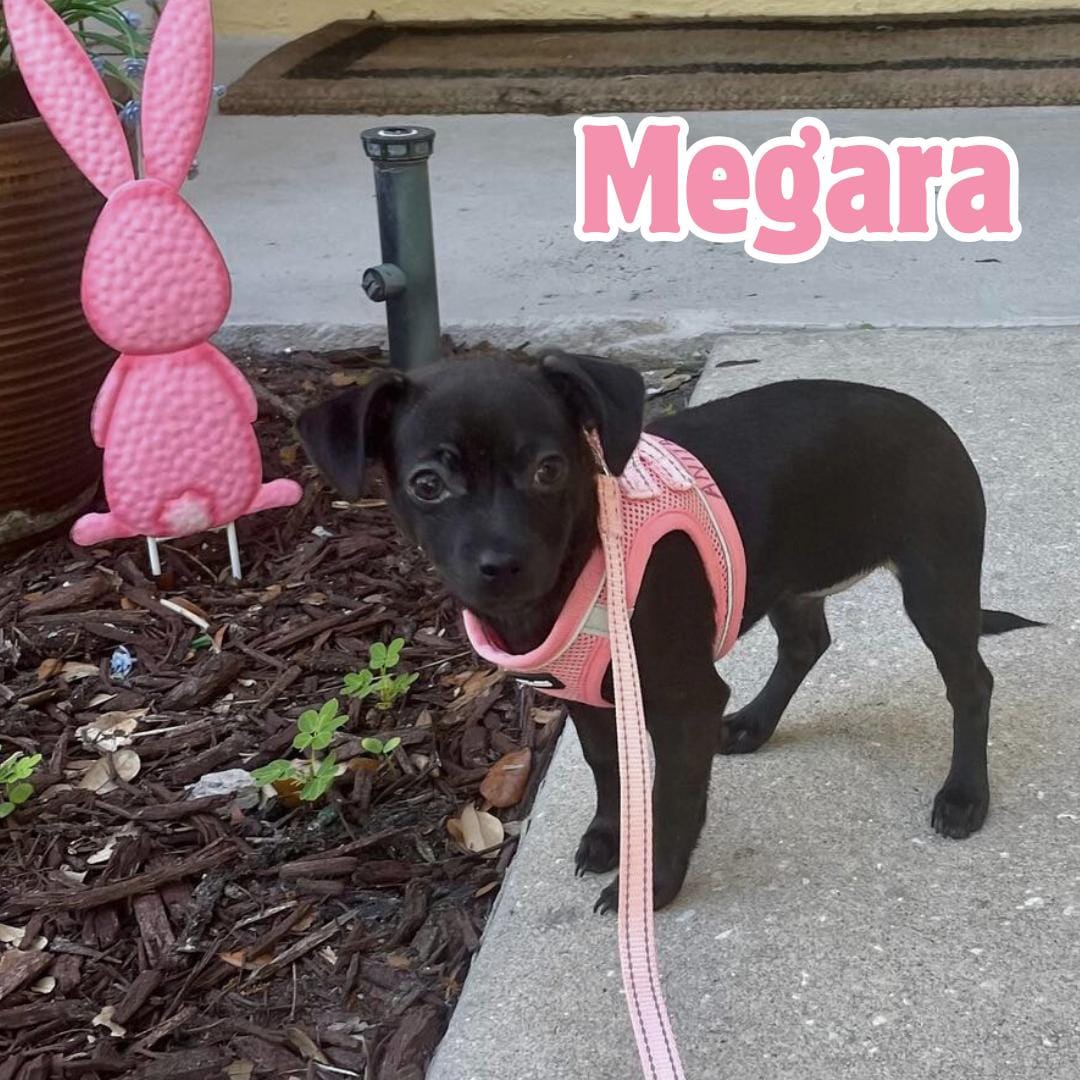 Adopt Megara *Teeny Tiny Chi Mix Princess* Today - Find Paw Pal