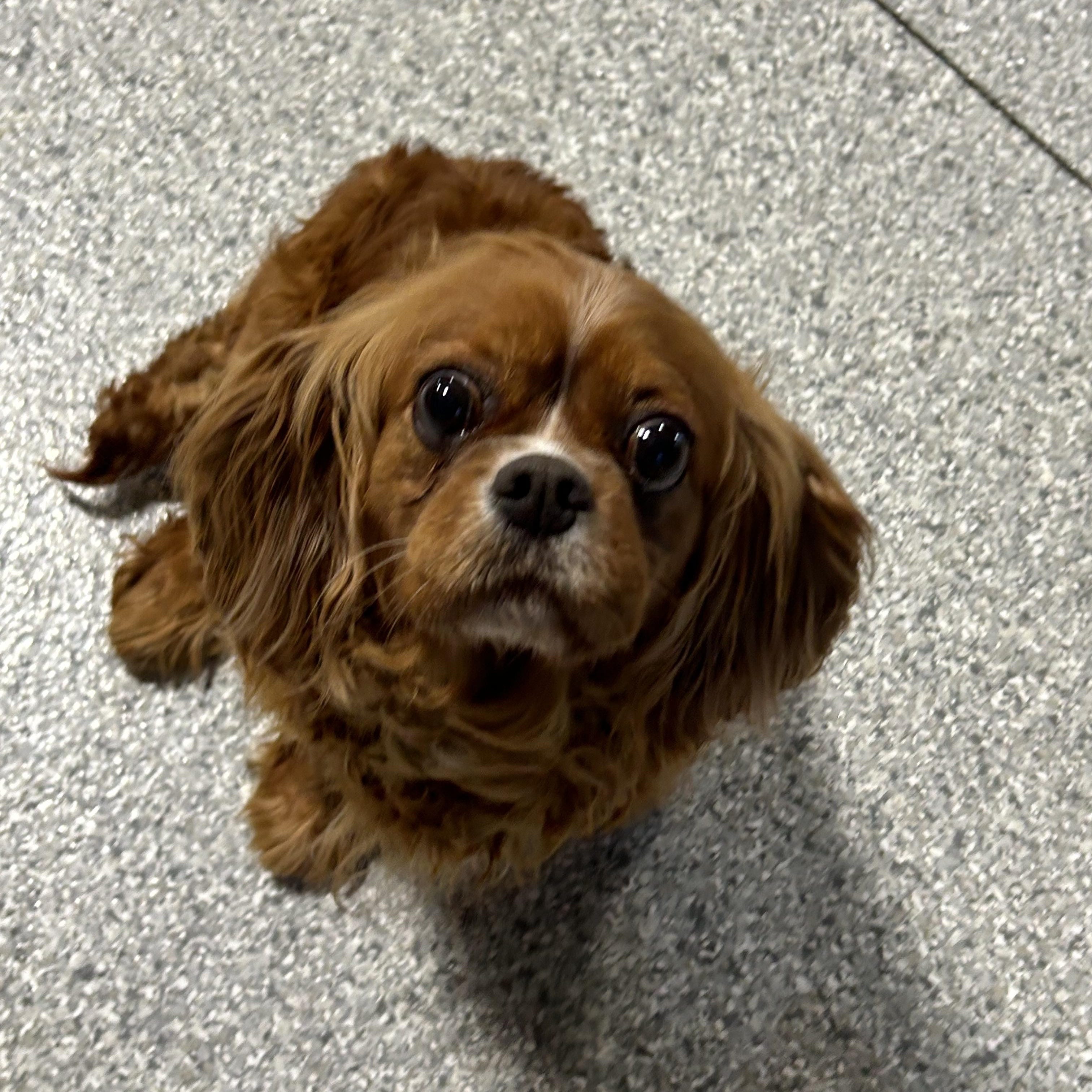 Adopt Sweet friendly Annie Today - Pets TheCountyOffice