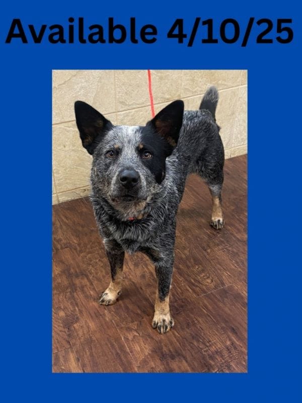 Adopt Dog Kennel # 35 Ranger Today - Find Paw Pal