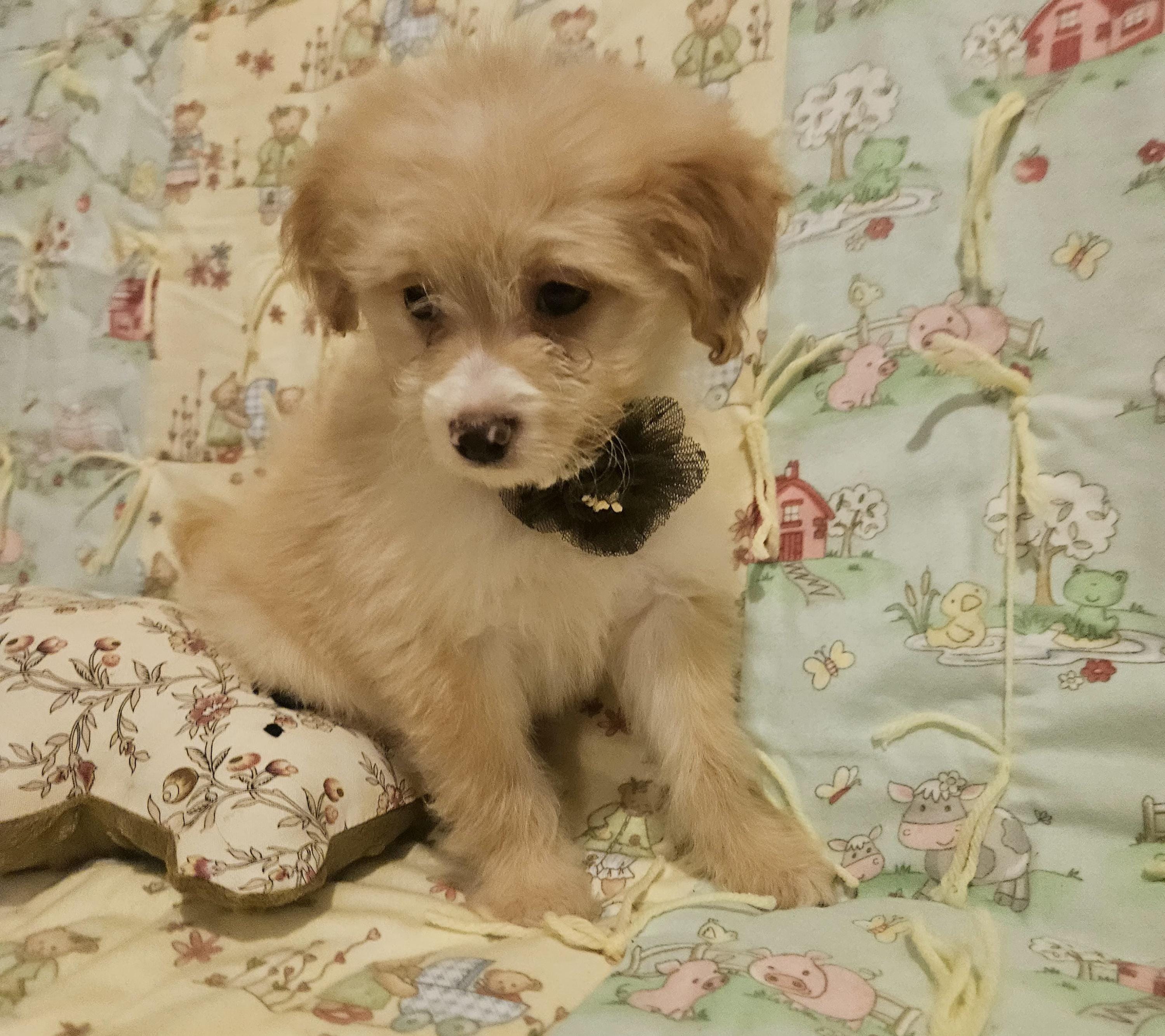 Adopt Mocha Today - Pets TheCountyOffice