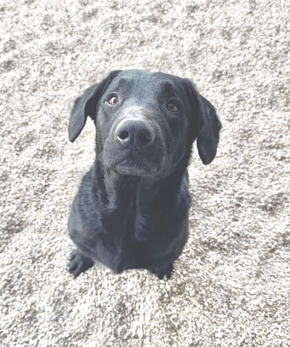 Adopt Rocket (Drake) Today - Find Paw Pal