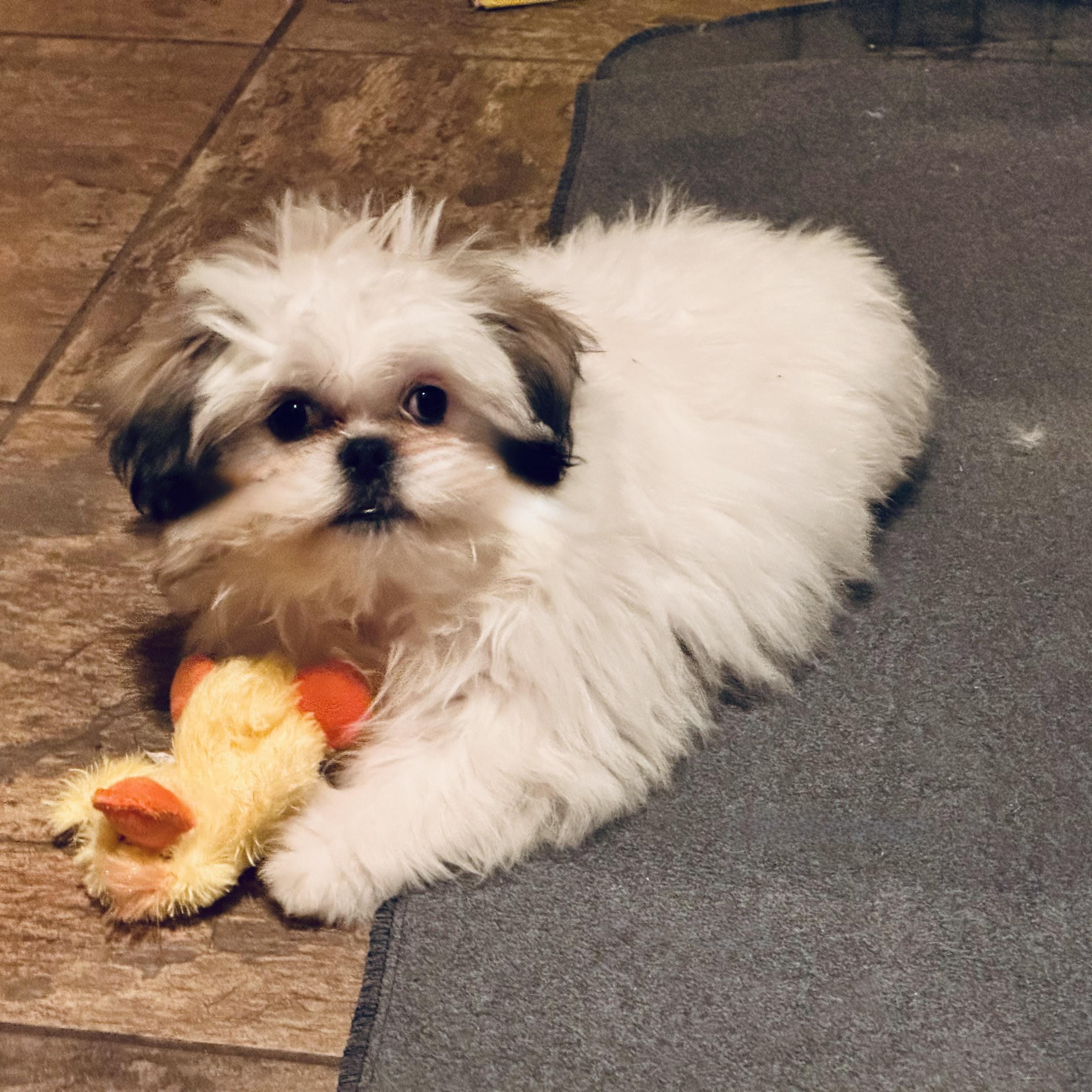 Adopt Yoshi Today - Pets TheCountyOffice