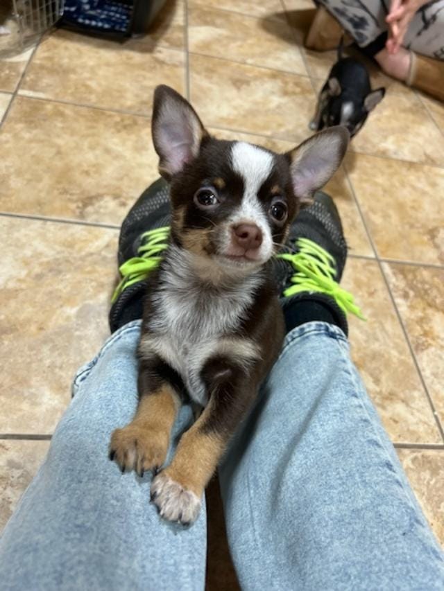 Rescue Ridge in Spring Lake, NJ - Pets TheCountyOffice