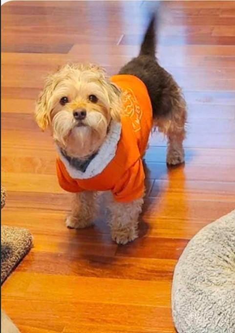 Adopt Cider & Brandy - Bonded Pair Today - Find Paw Pal