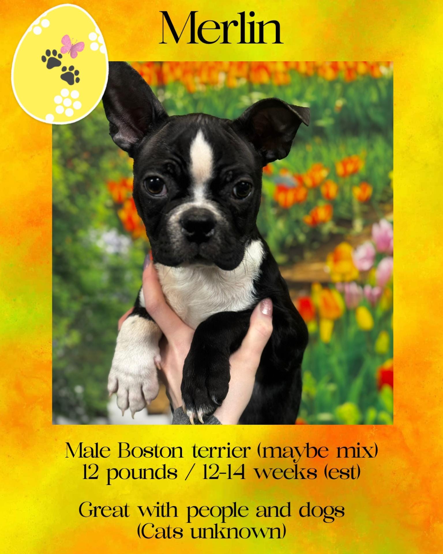 Adopt Merlin Today - Find Paw Pal