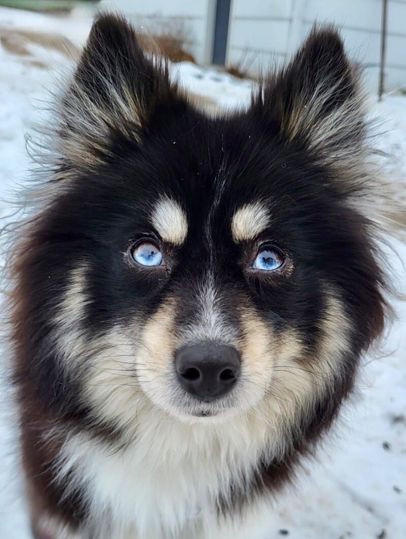 Adopt Nori Today - Pets TheCountyOffice