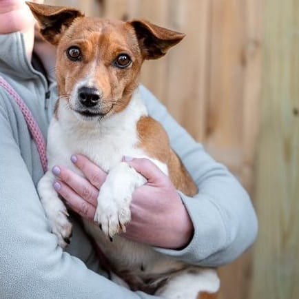 Adopt Hazel Today - Pets TheCountyOffice