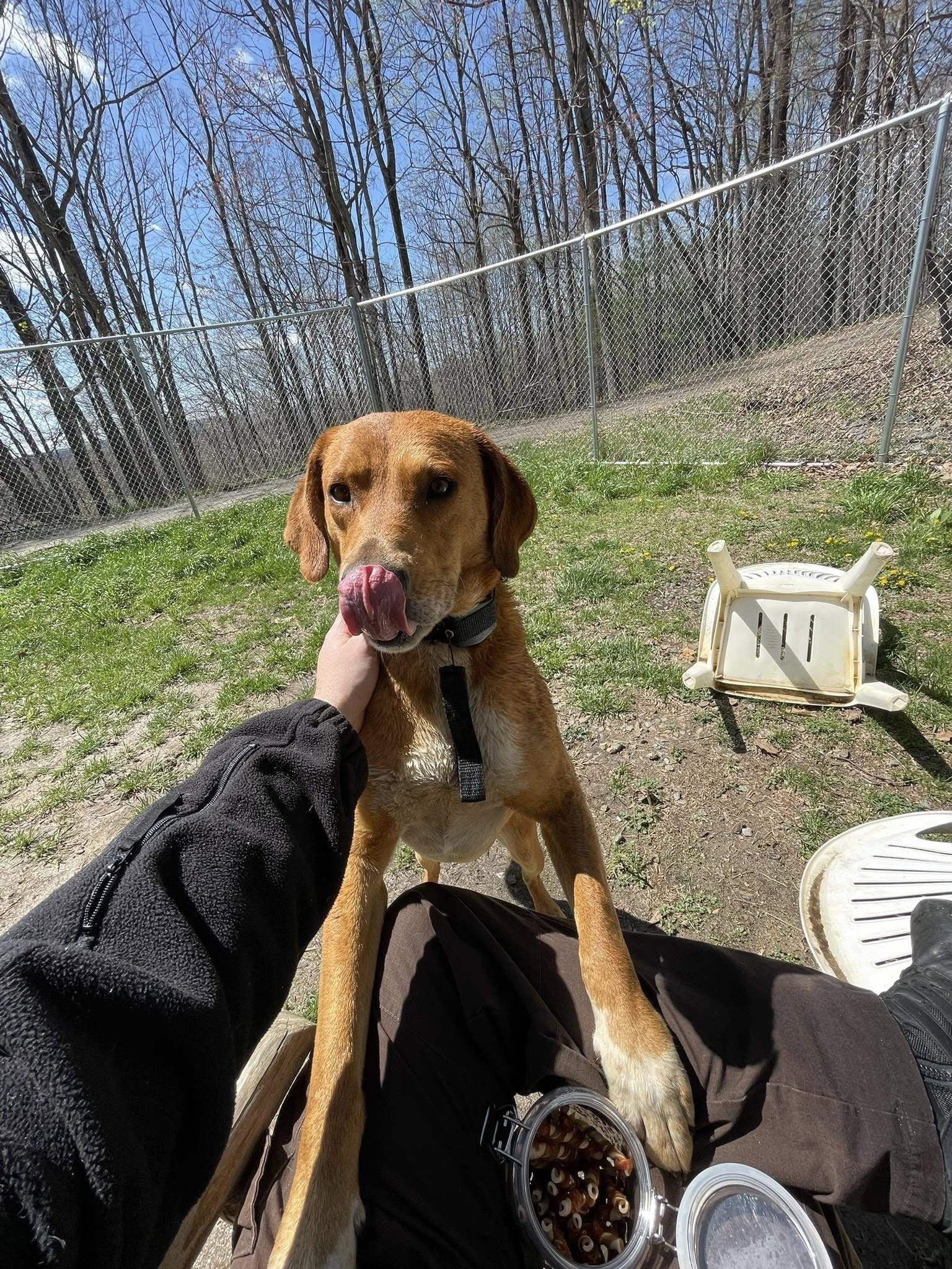 Adopt Bowser Today - Pets TheCountyOffice