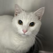 Adopt Seaweed Today Find Paw Pal