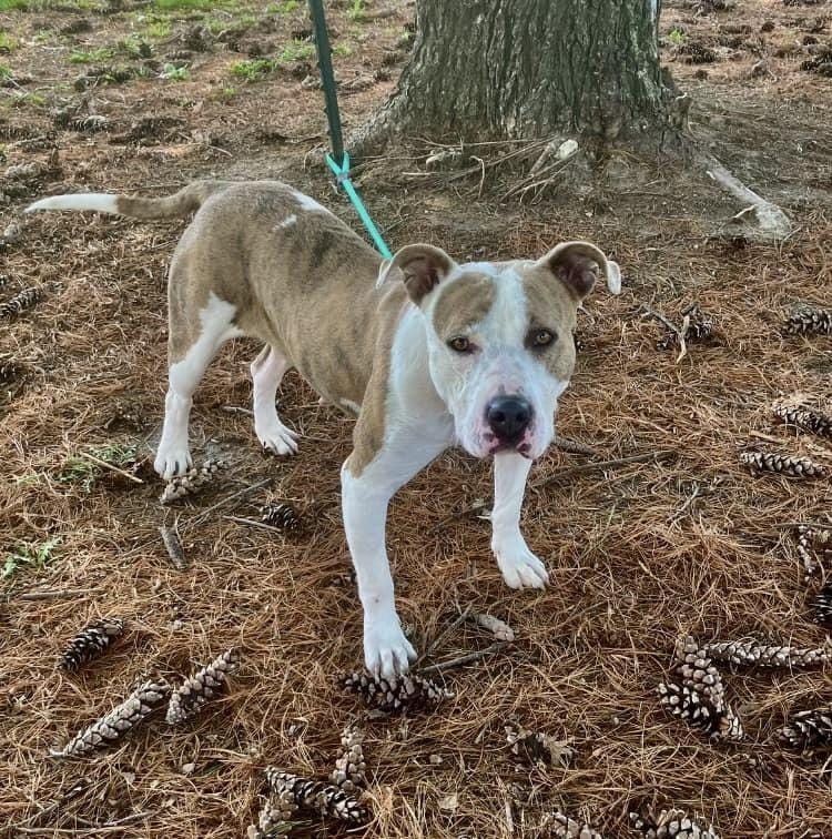 Adopt Jennifer Today - Pets TheCountyOffice