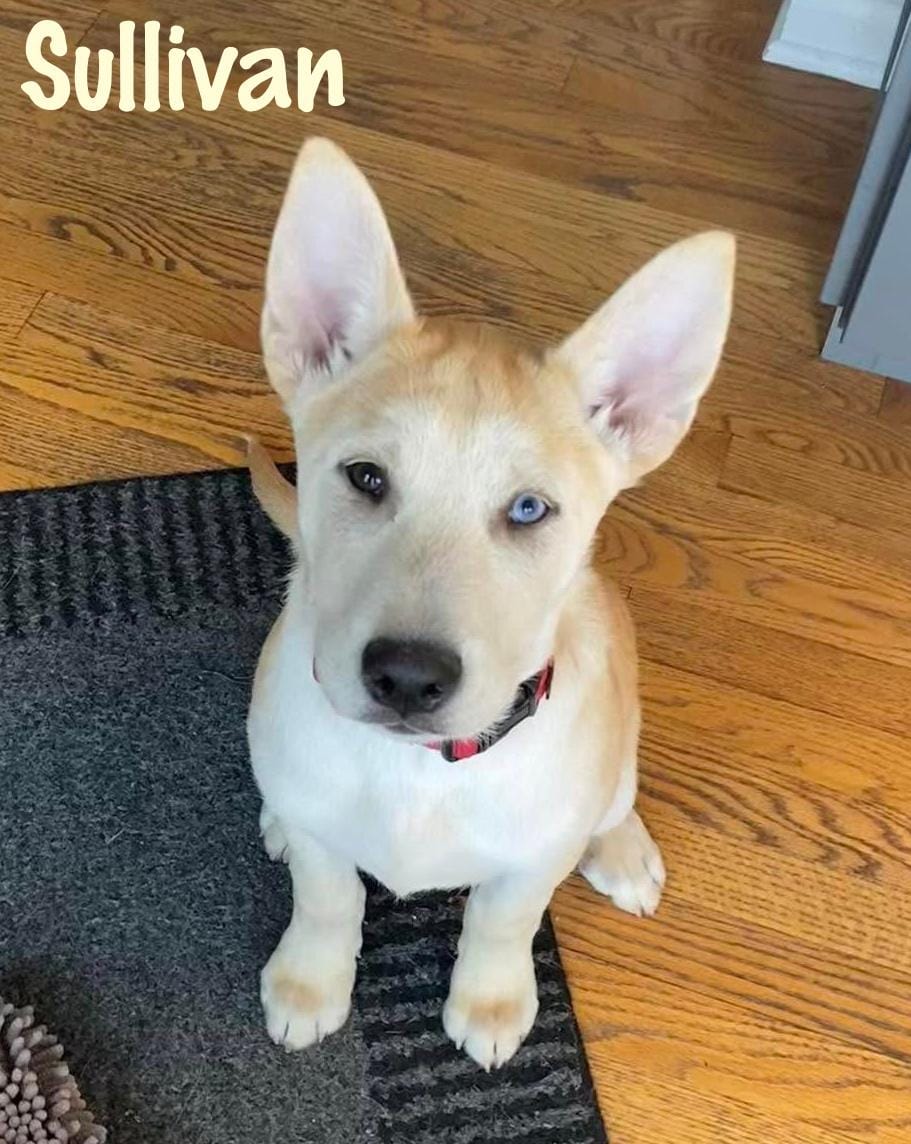 Adopt Sullivan AKA "Sully" Today - Find Paw Pal