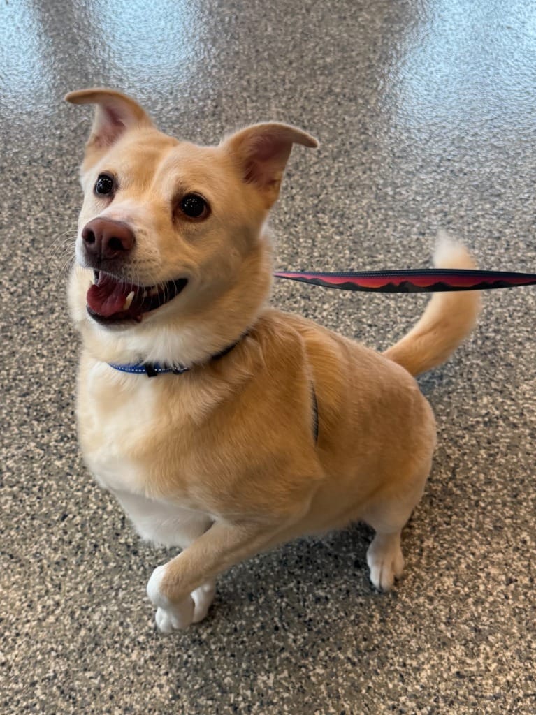 Adopt Lucky Duck Today - Pets TheCountyOffice