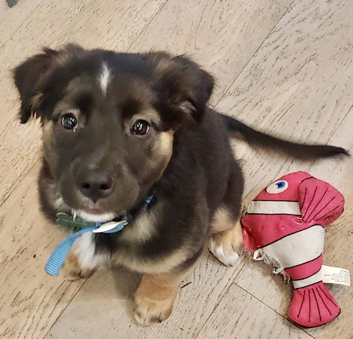 Adopt Violet Today - Pets TheCountyOffice
