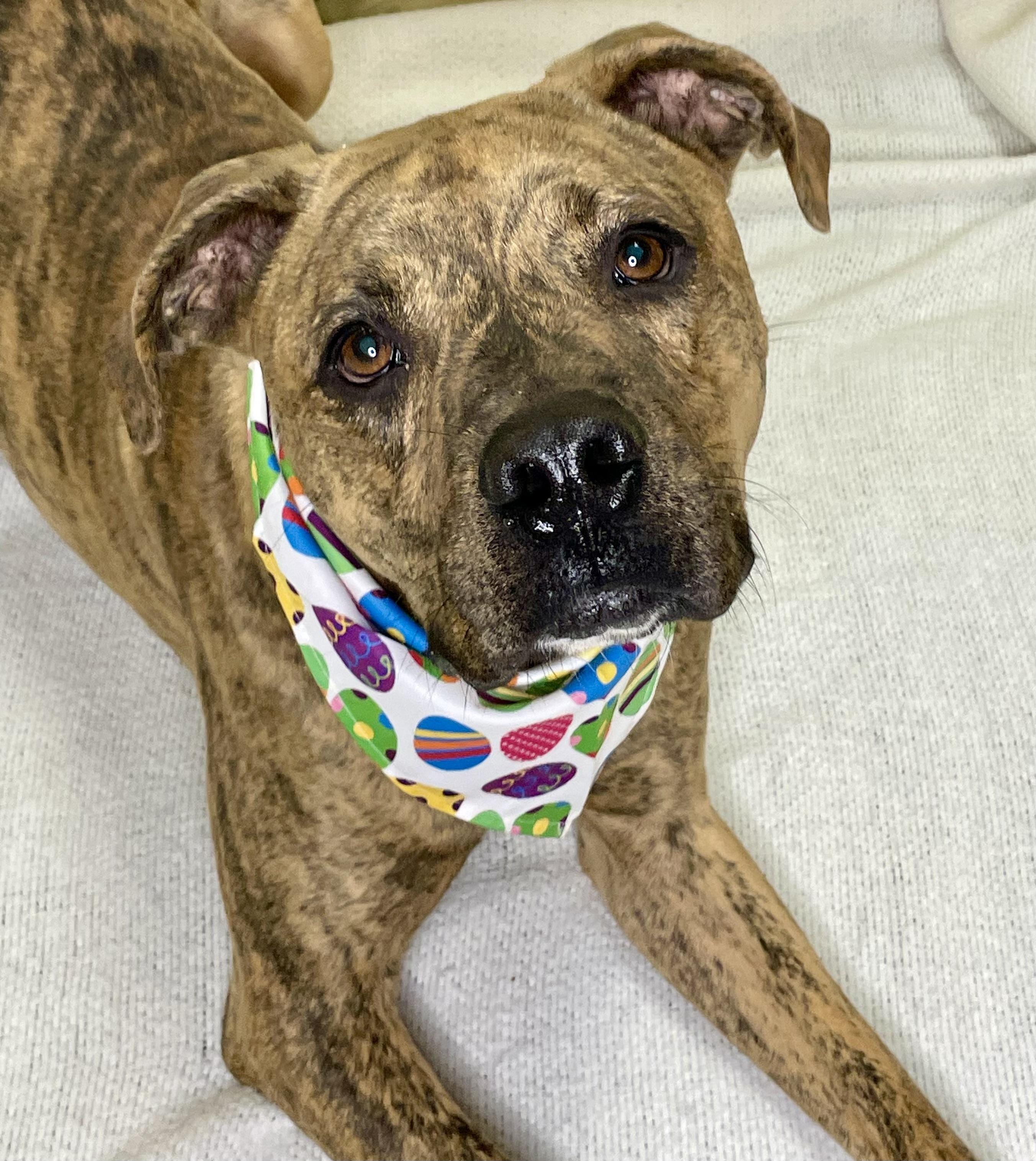 Adopt Spider-Man Today - Find Paw Pal