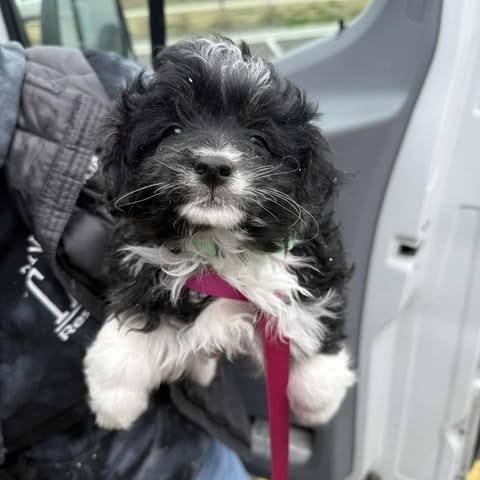 Adopt Poppy Seed Today - Pets TheCountyOffice
