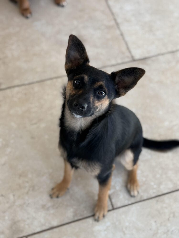 Adopt Hazel Today - Find Paw Pal
