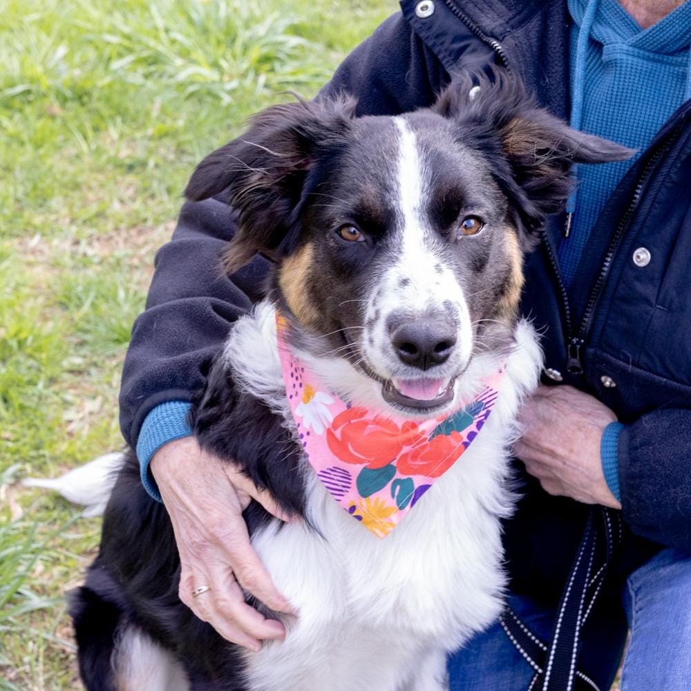 Adopt Cali (Female) Today - Pets TheCountyOffice
