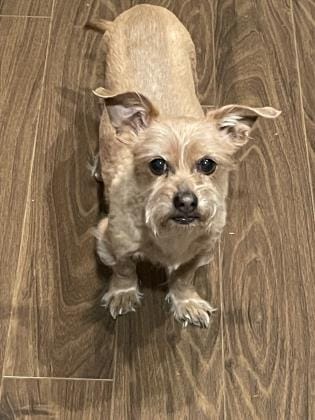 Adopt Coby Today - Pets TheCountyOffice
