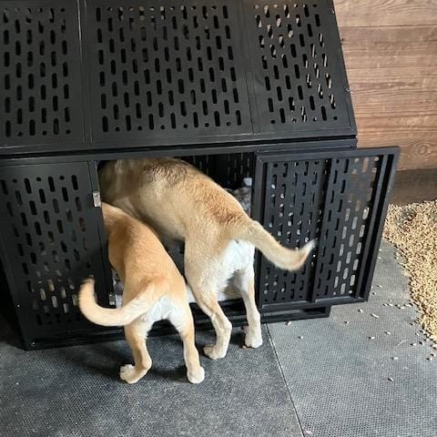 Adopt Hannah & Misha (Coming Soon!) Today - Pets TheCountyOffice