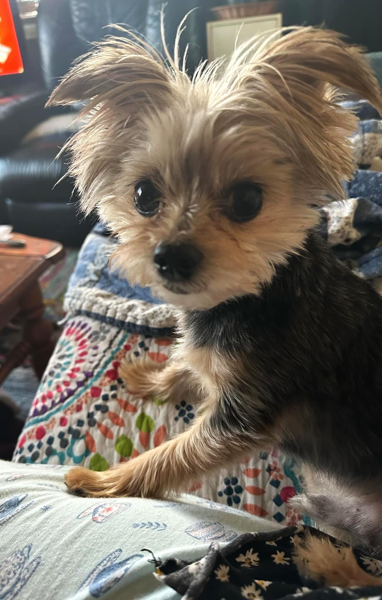 Adopt JOJO Today - Pets TheCountyOffice