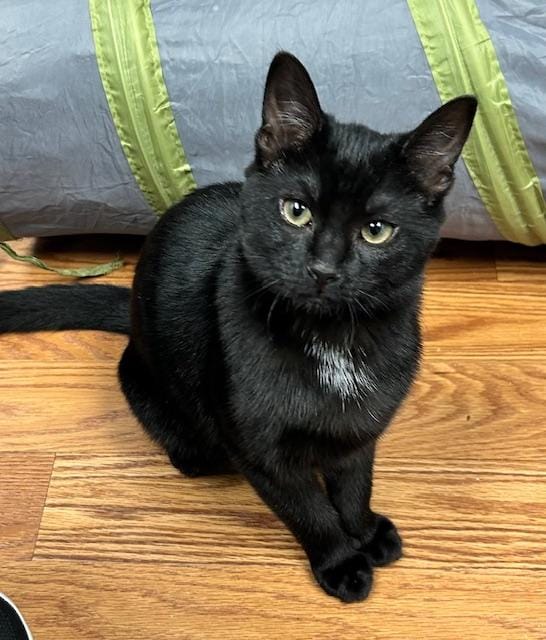 Adopt Tigress and Viper Today - Pets TheCountyOffice