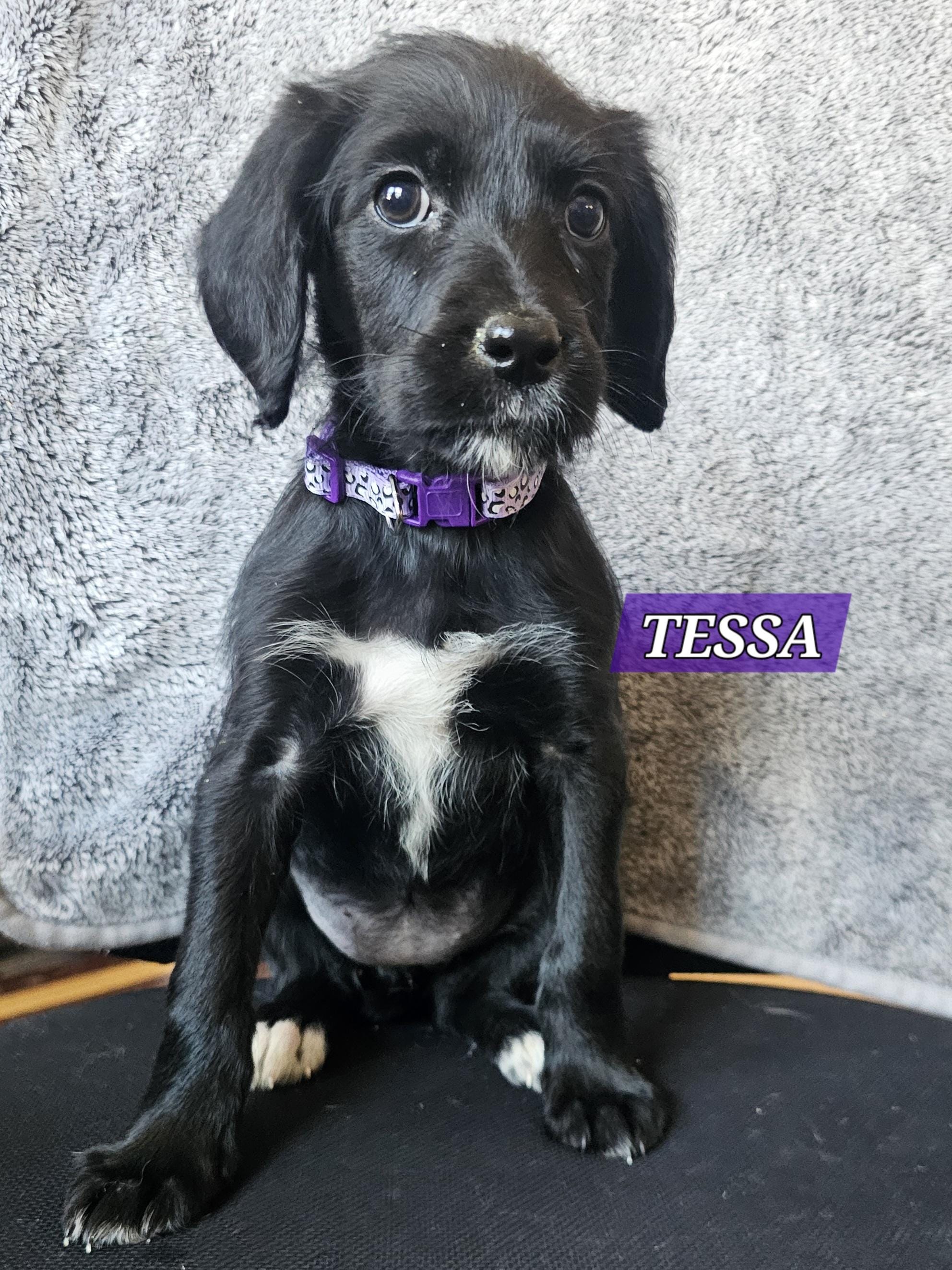 Adopt Tessa Today - Pets TheCountyOffice