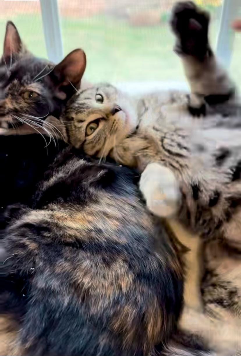 Adopt Venus and Luna bonded kitten sisters Today - Pets TheCountyOffice