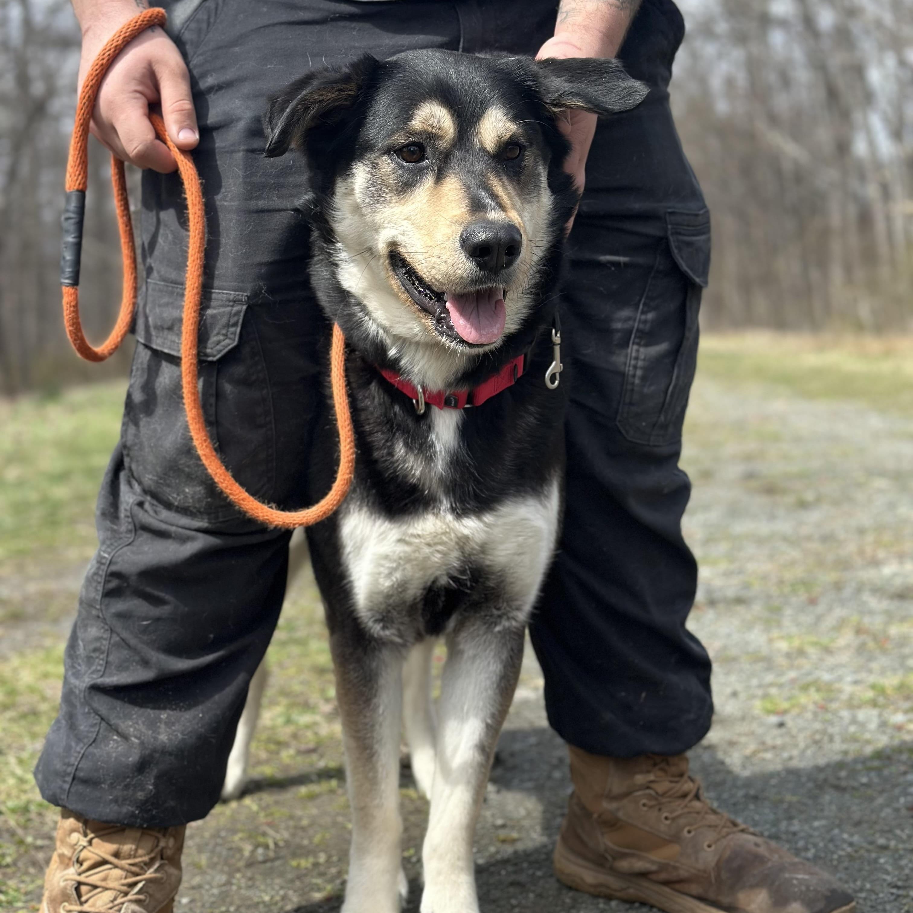 Adopt Koda Today - Pets TheCountyOffice