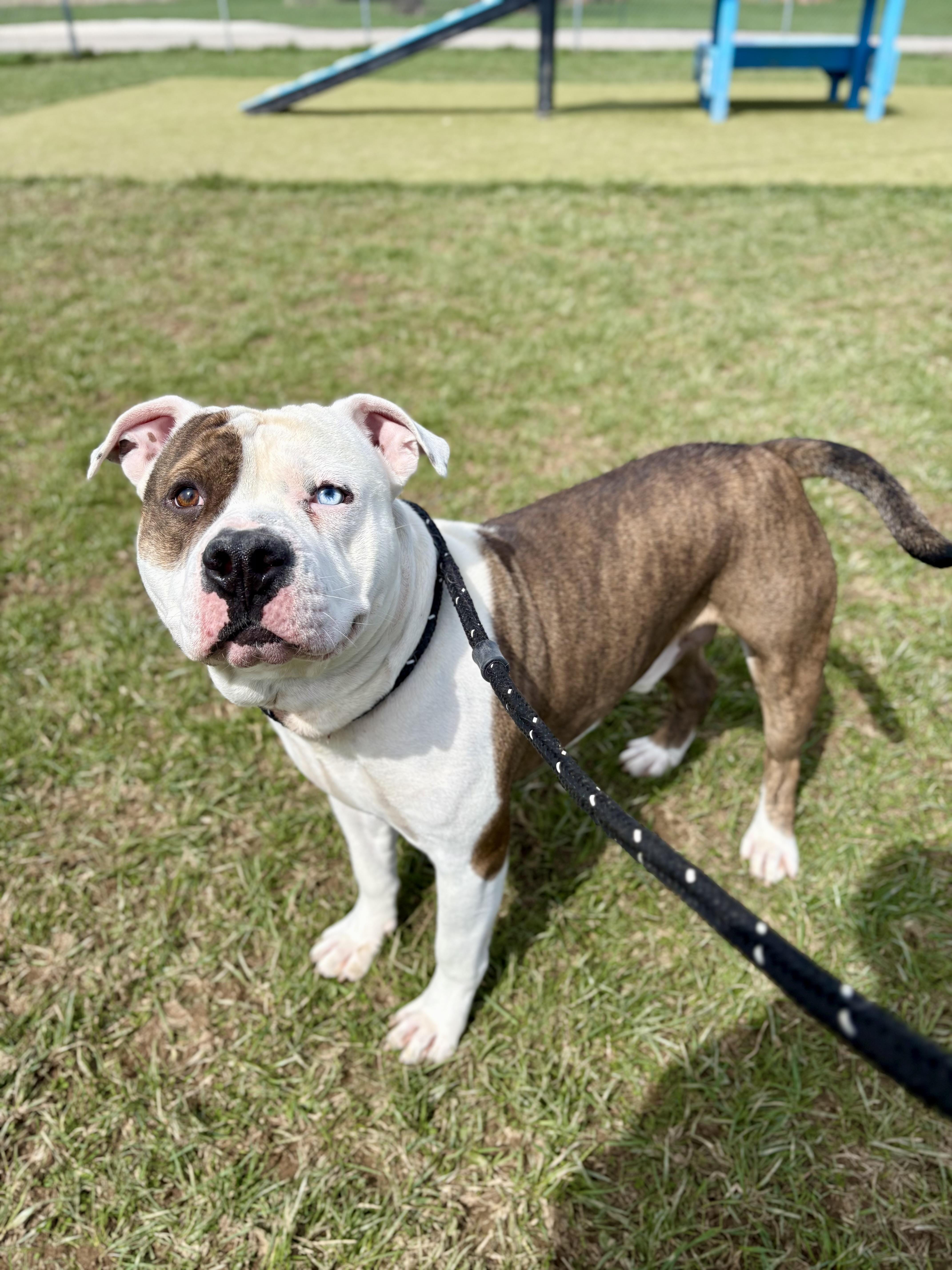 Adopt Caesar Today - Pets TheCountyOffice