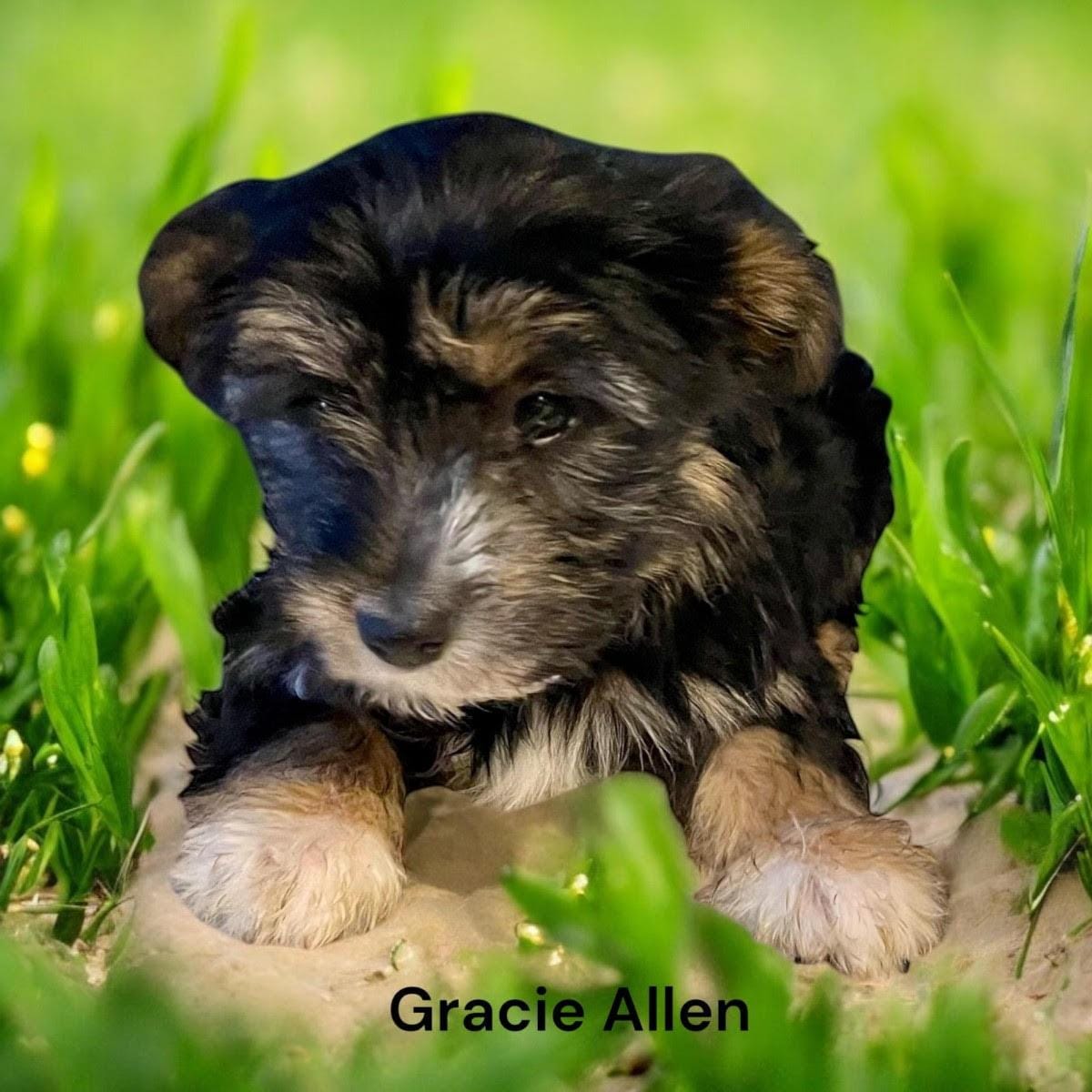 Adopt Gracie Allen Today - Find Paw Pal
