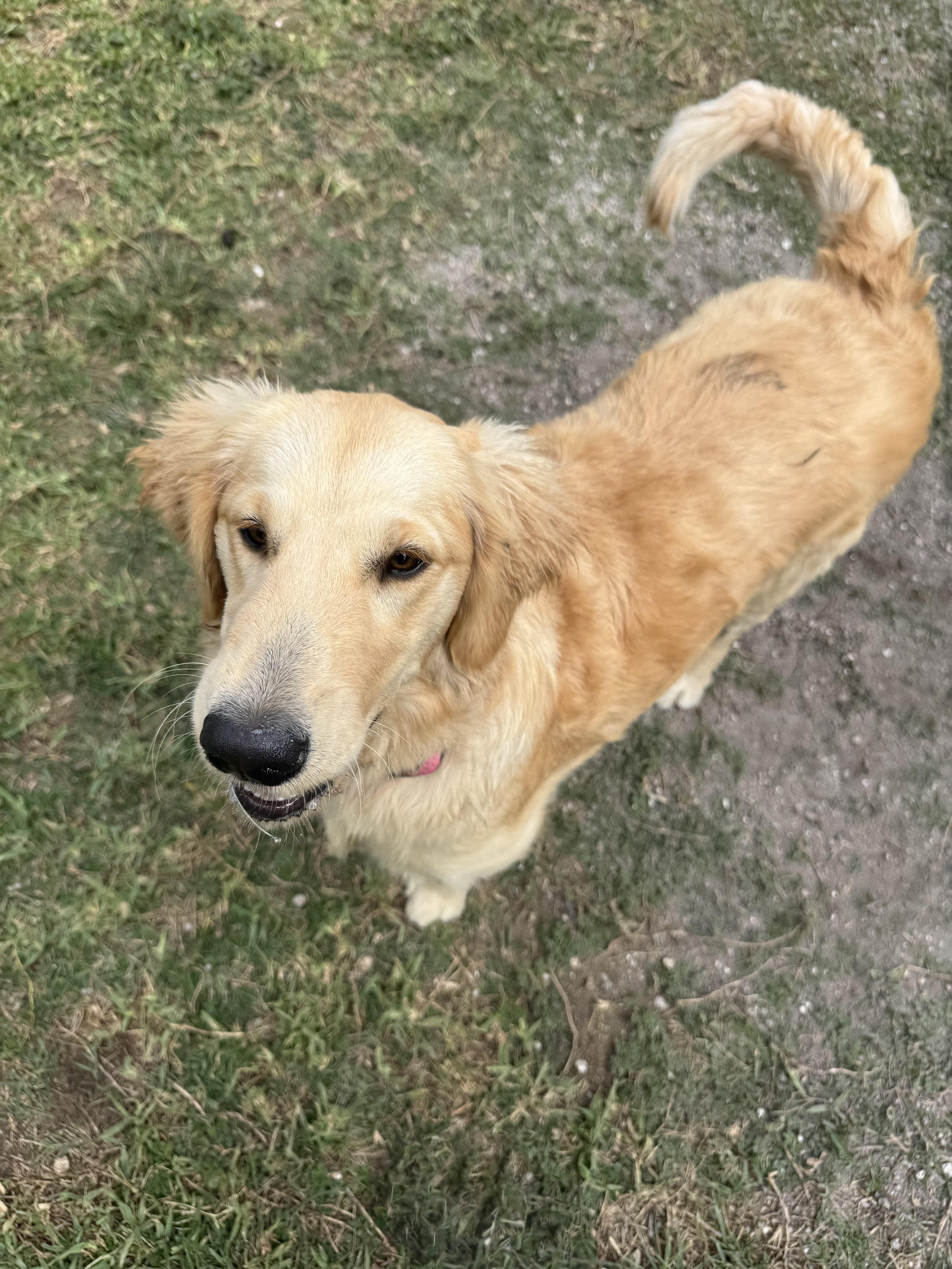 Adopt Golden Today - Find Paw Pal