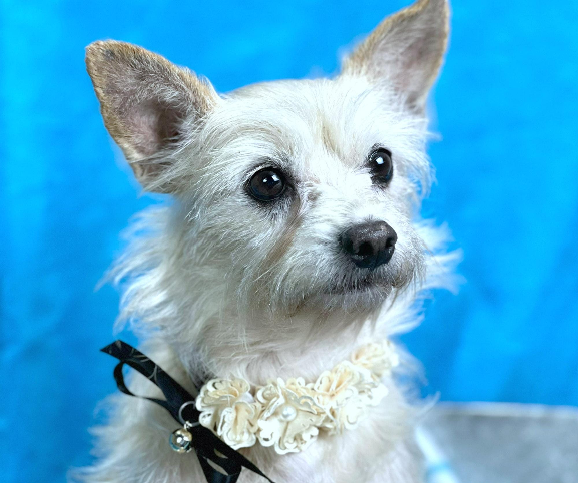 Adopt Violet Today - Find Paw Pal