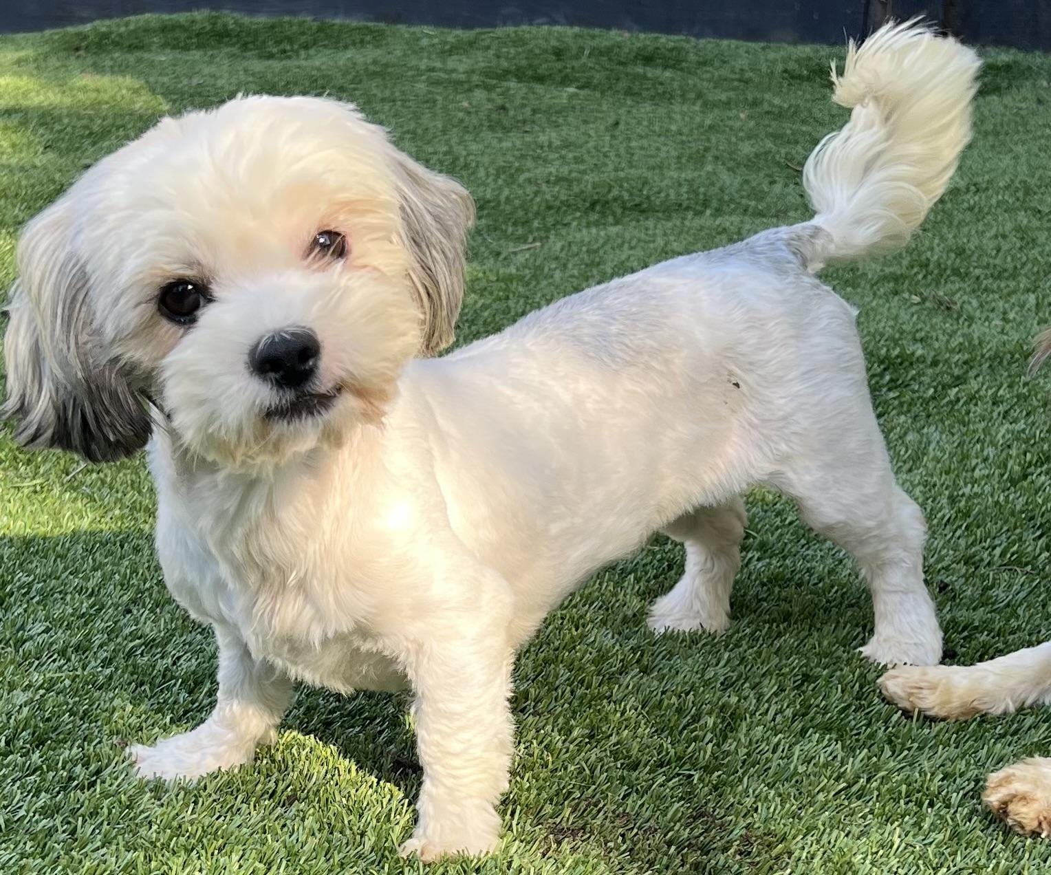 Adopt SUGAR LILLY Today - Find Paw Pal