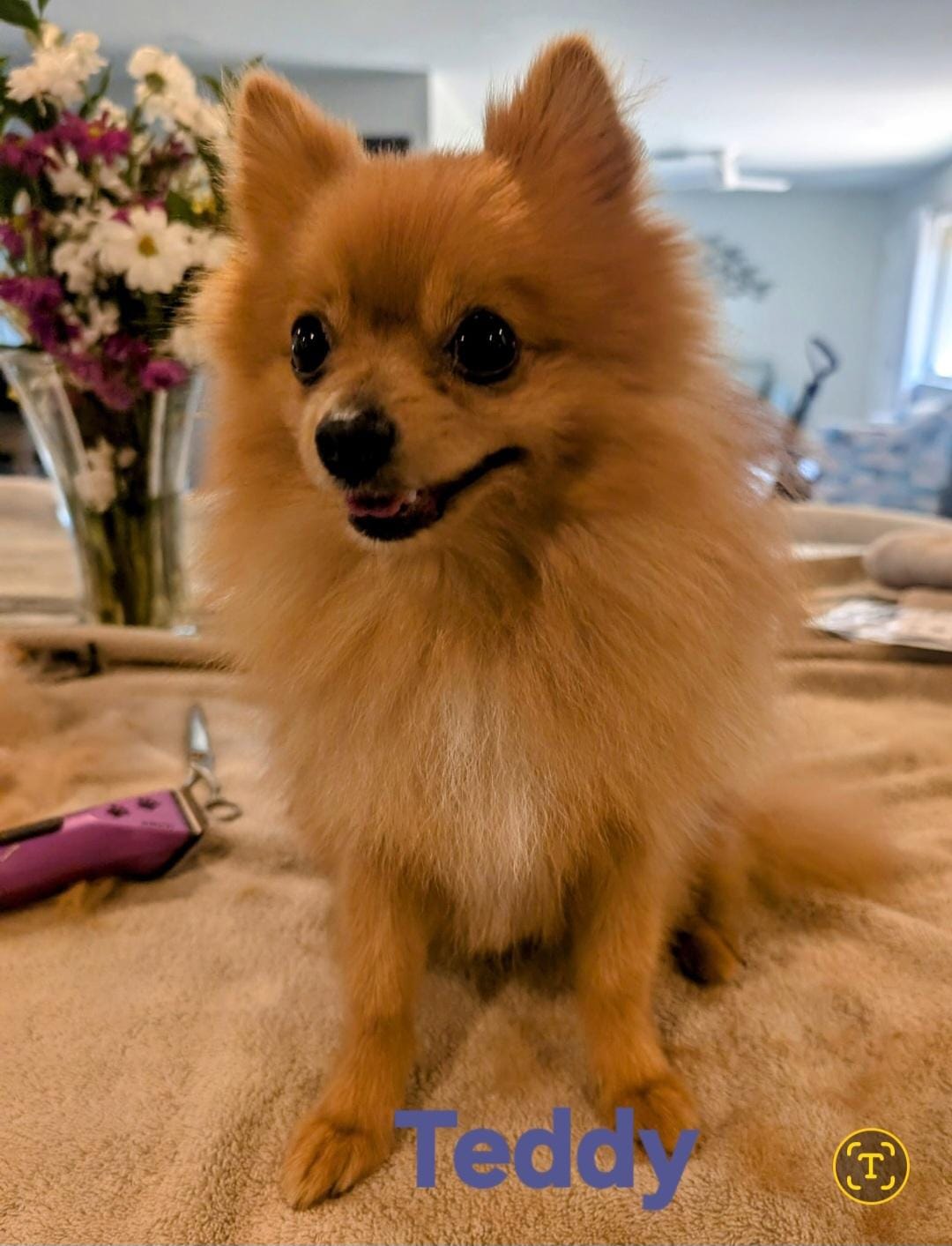 Adopt Teddy Today - Pets TheCountyOffice