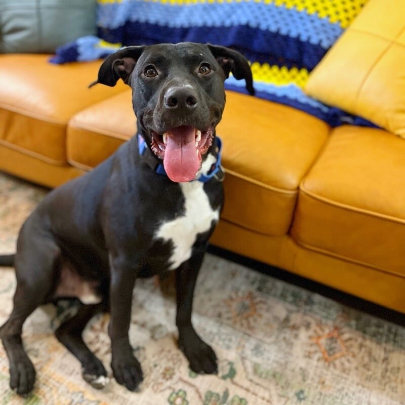 Adopt Bo Noodle Lovey Family Boy Today - Find Paw Pal
