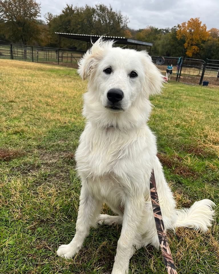 Adopt Ivy (Montana) Today - Find Paw Pal