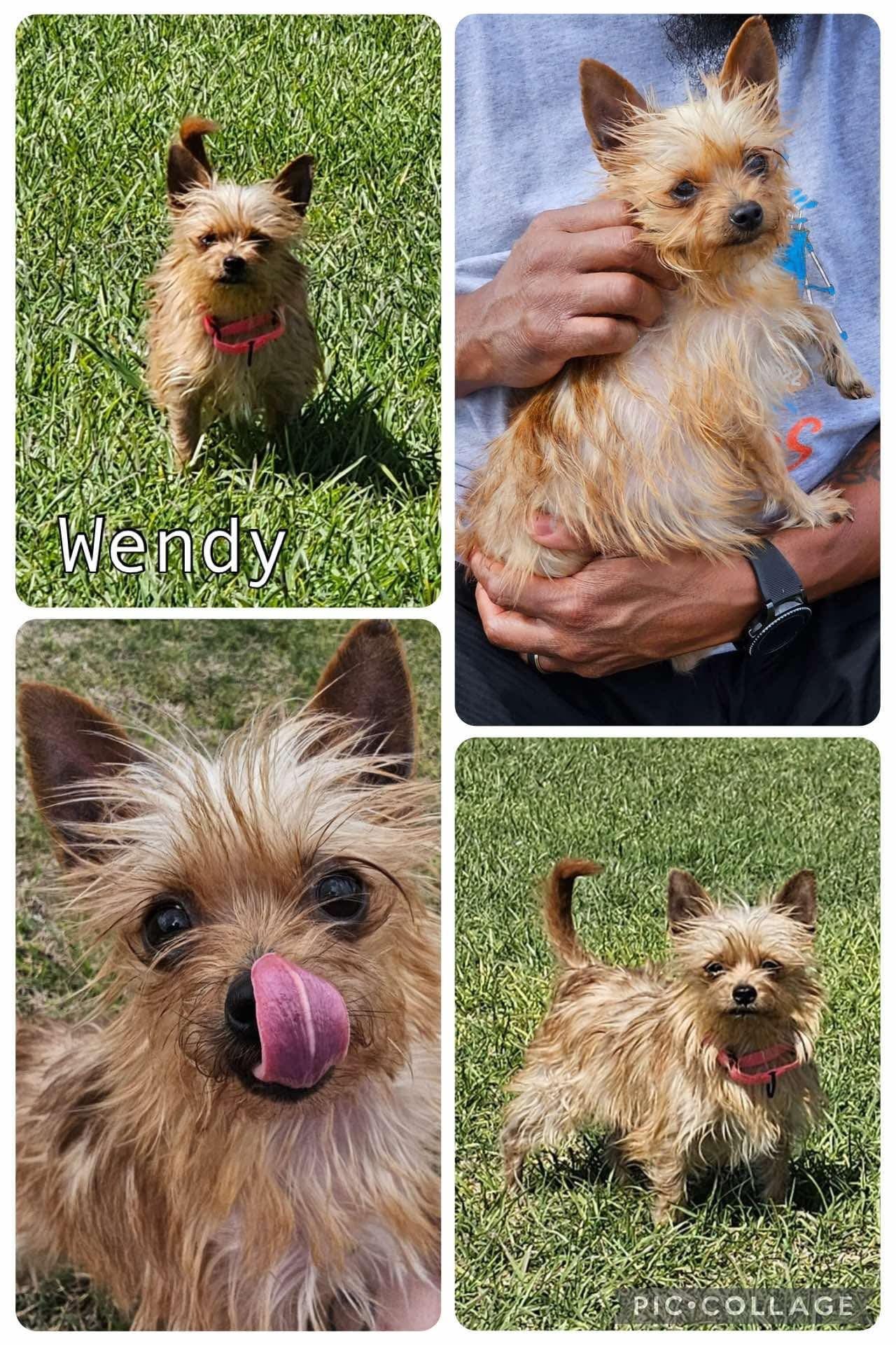 Adopt Wendy Today - Find Paw Pal
