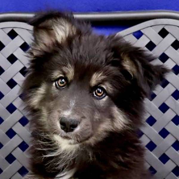 Adopt Black Bird Today - Pets TheCountyOffice