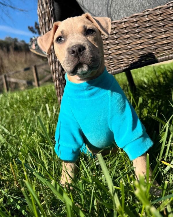 Adopt Pinto Bean (foster to adopt) Today - Find Paw Pal