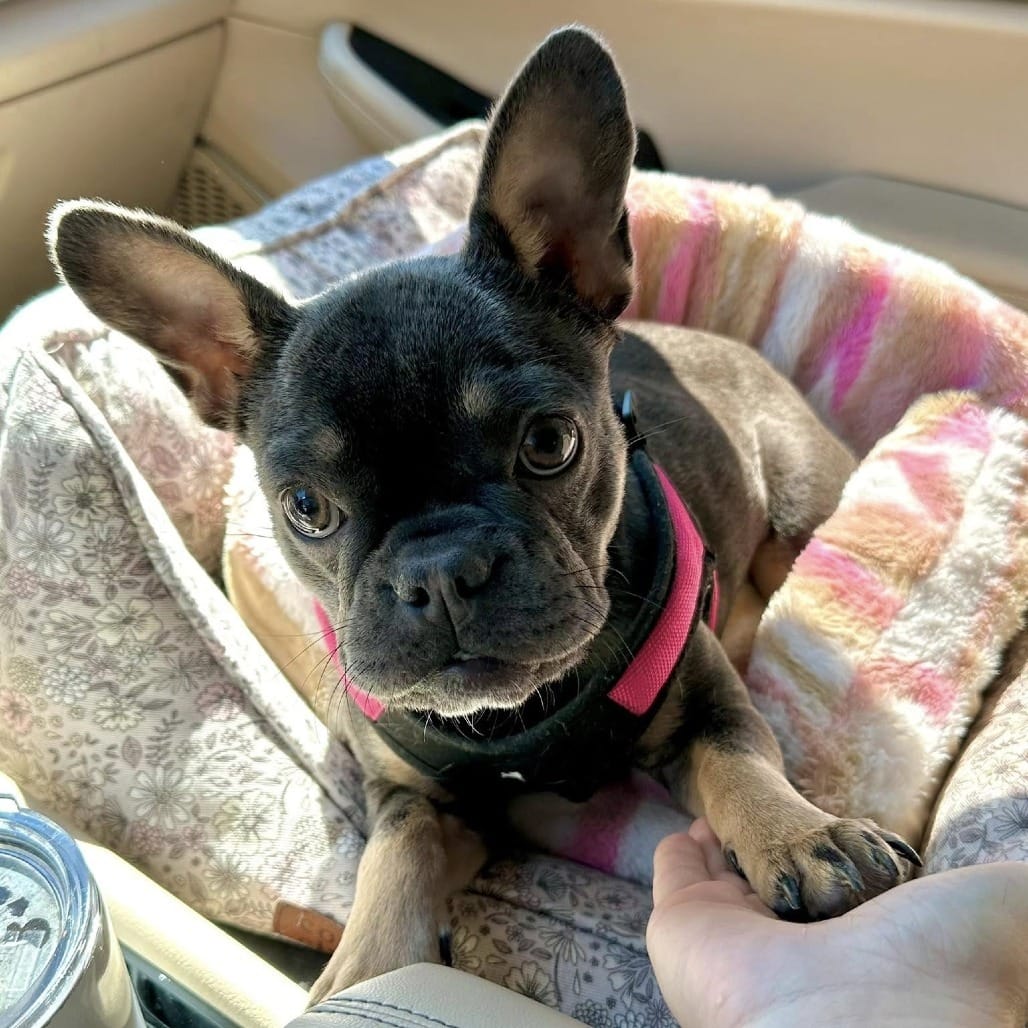 Adopt Coco Today - Find Paw Pal