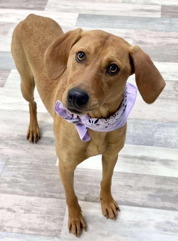 Adopt Kayla the medium size mixed breed Today - Find Paw Pal