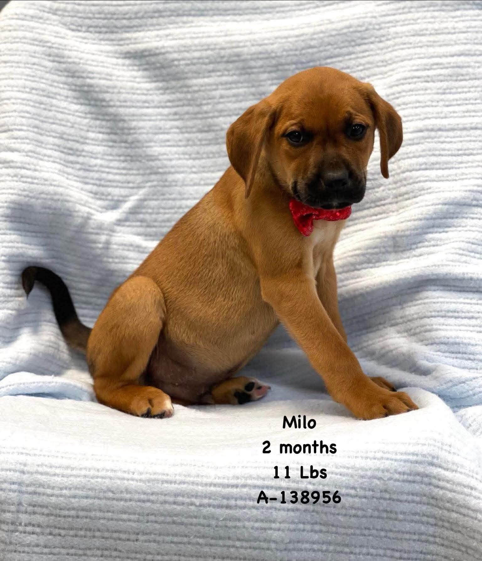 Adopt Milo the Boxer Lab Mix Puppy Today - Find Paw Pal