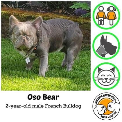Adopt OSO BEAR Today - Find Paw Pal