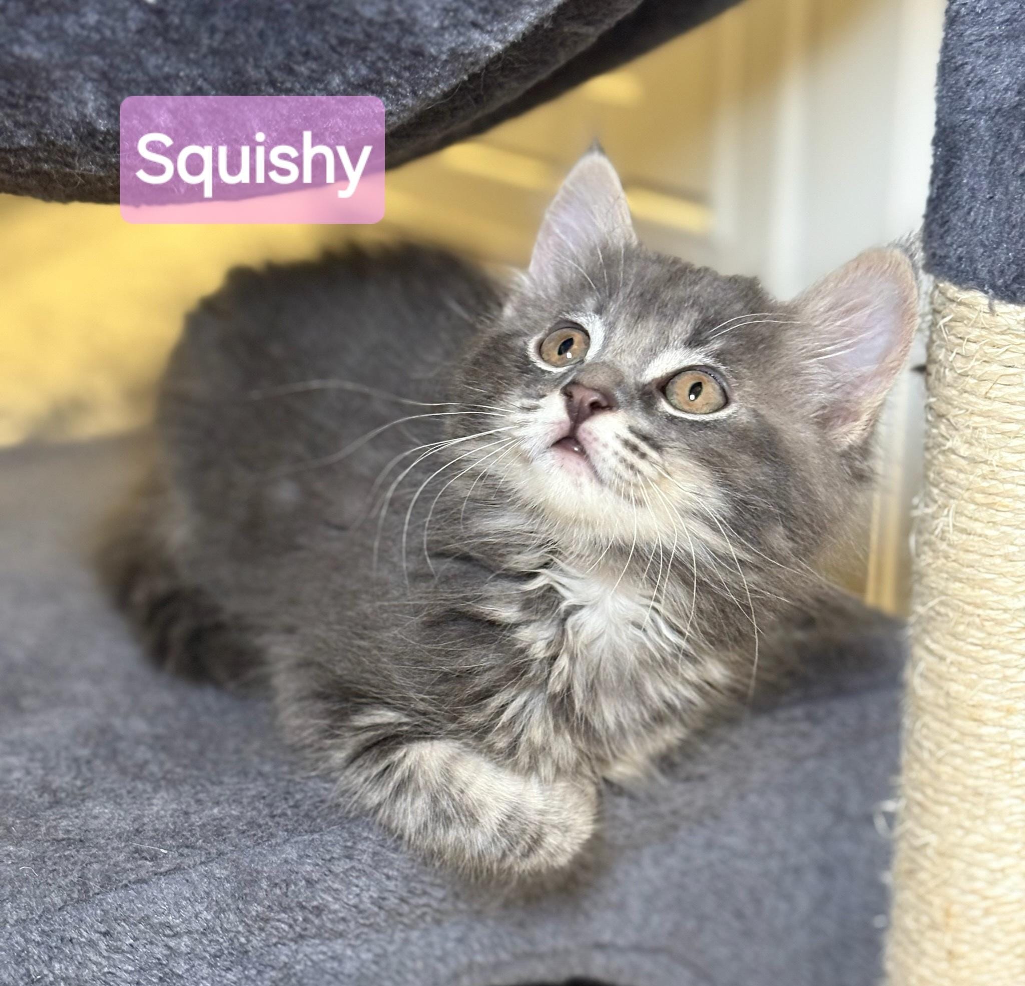 Adopt :::Squishy & Piper::: Today - Pets TheCountyOffice