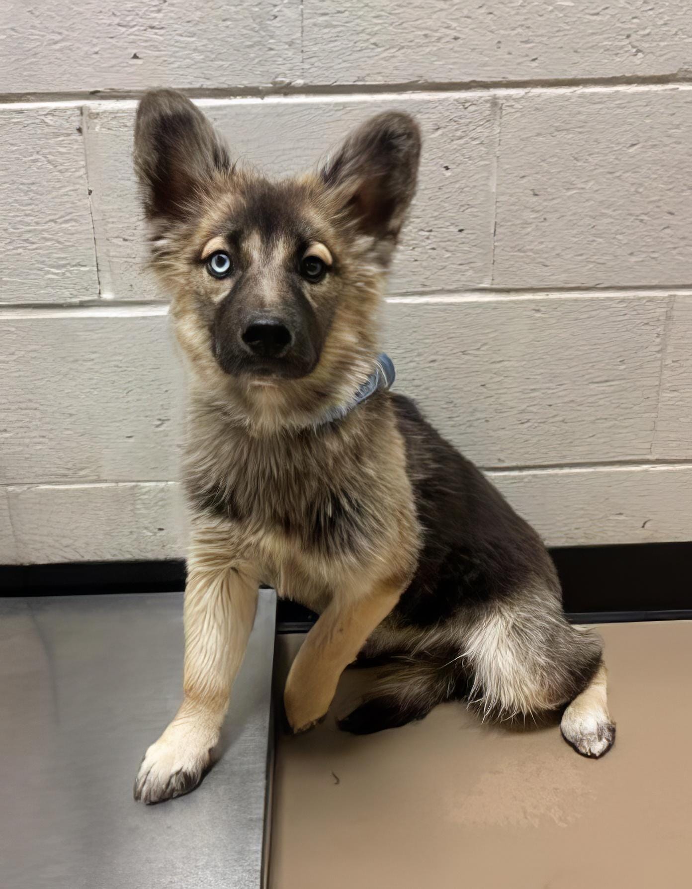 Adopt Lay's Barbecue Today - Find Paw Pal
