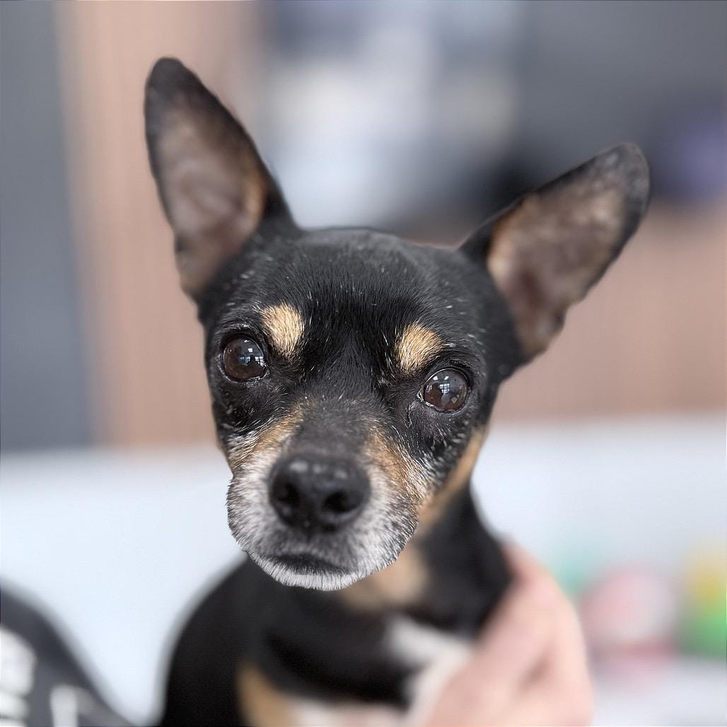Adopt Dodger Today - Pets TheCountyOffice
