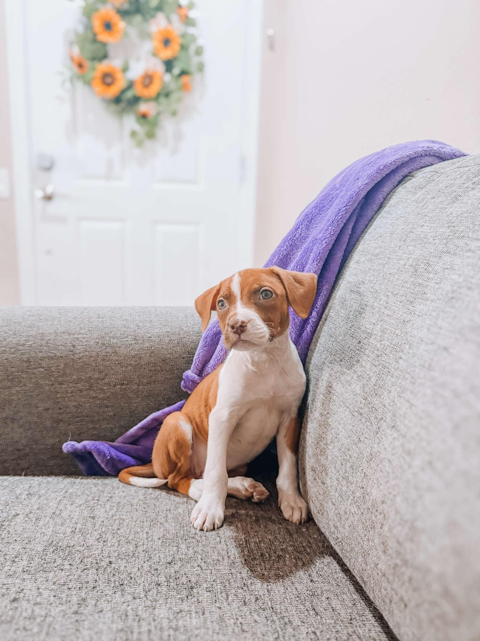 Adopt BBQ Chicken Today - Pets TheCountyOffice