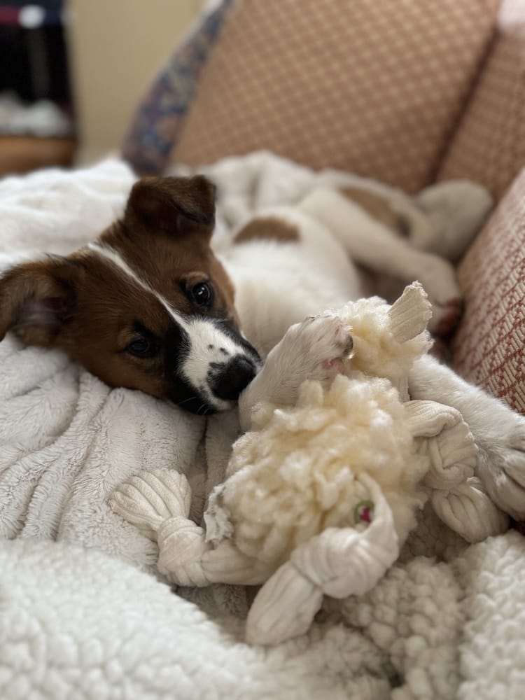 Adopt Maggie (The Simpsons) Today - Find Paw Pal