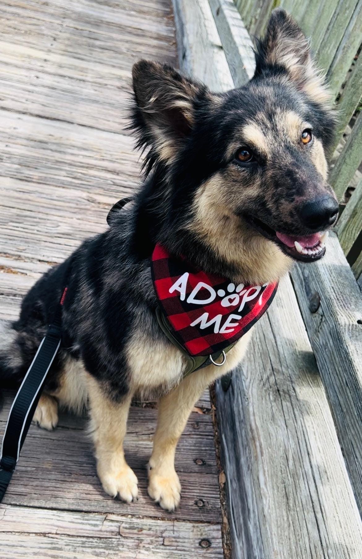 Adopt Blayke Today - Pets TheCountyOffice